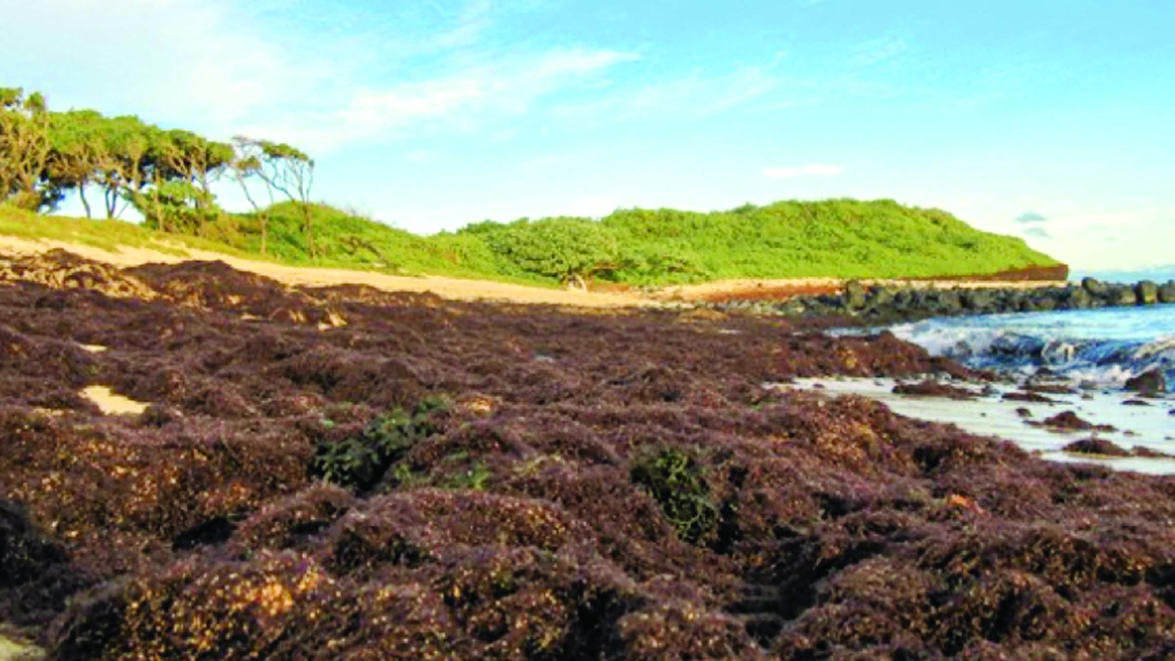 Study aims to protect limu amid climate change, increased groundwater ...